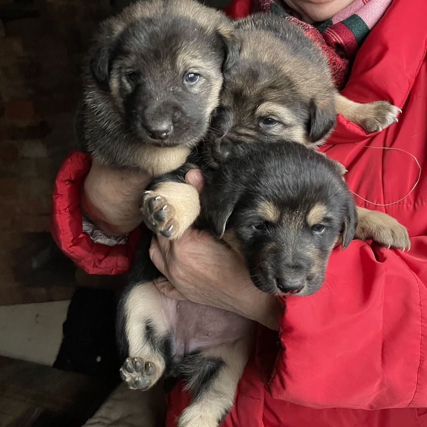 Щенок в добрые руки