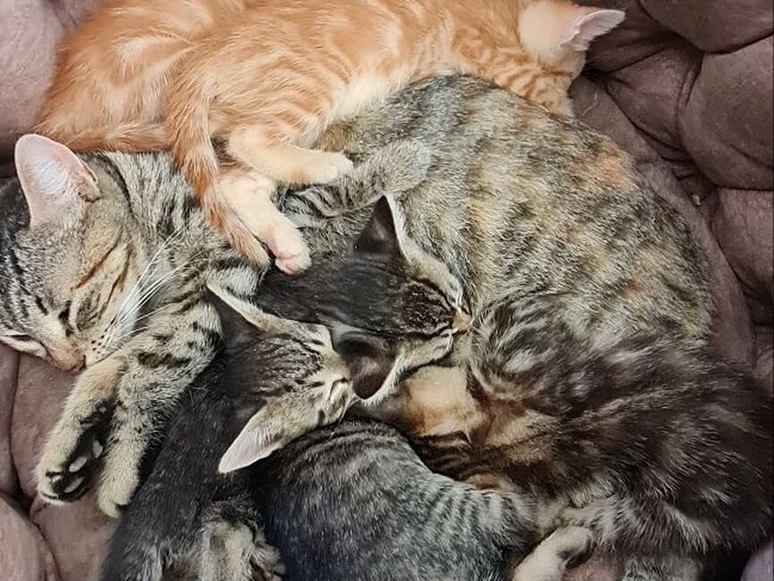 Котята в добрые руки приучены к лотку