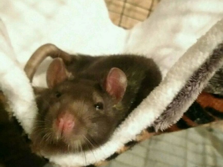 Гамаки для крыс, дегу, морских свинок