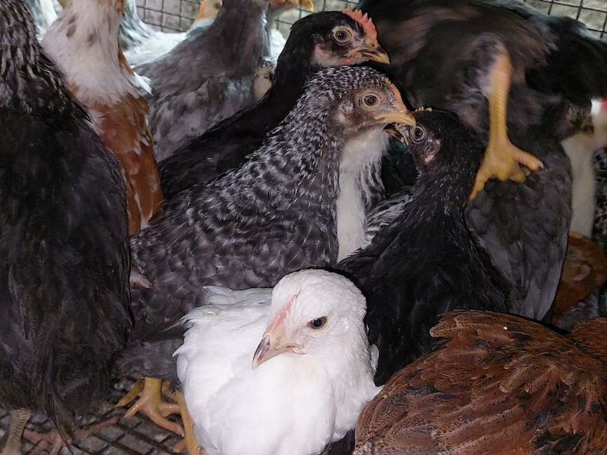 Подрощенные домашние цыплята 2 месяца