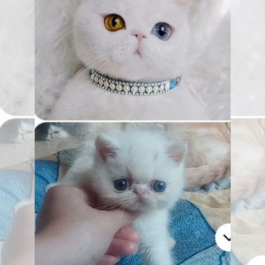 Экзоточка 1 мес