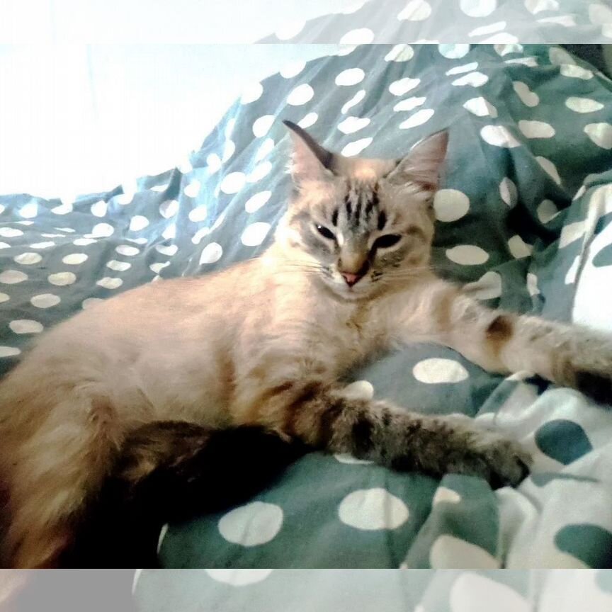 Взрослая, кошка в добрые руки