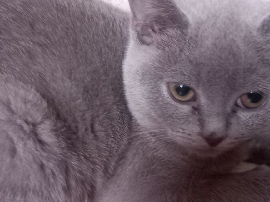 Британские и вислоухая