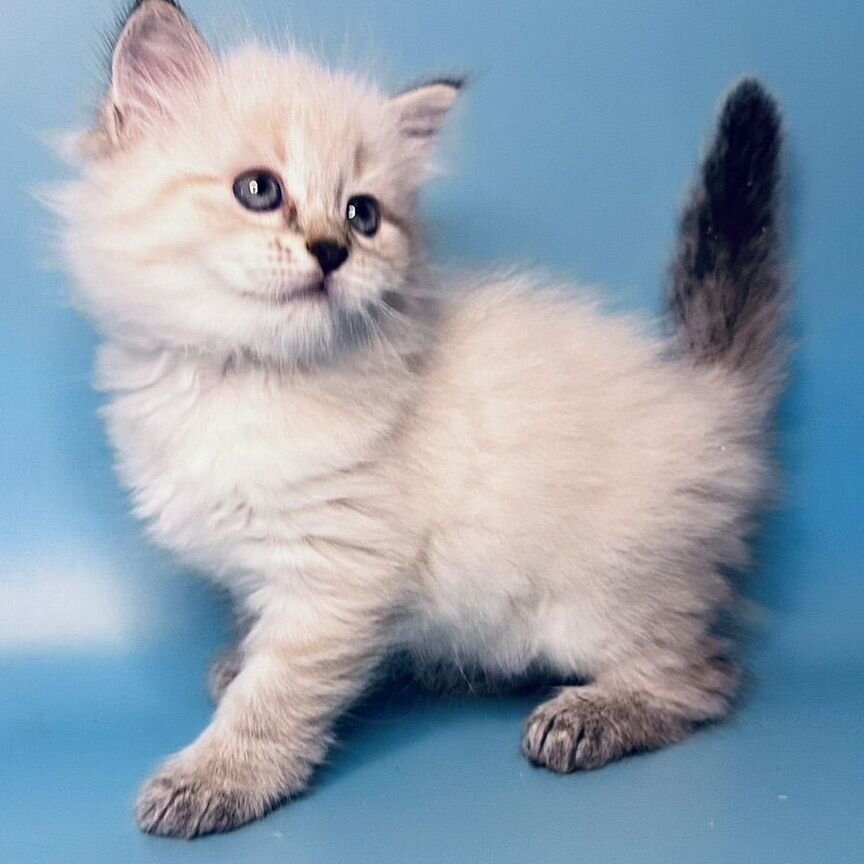 Кошка невская маскарадная