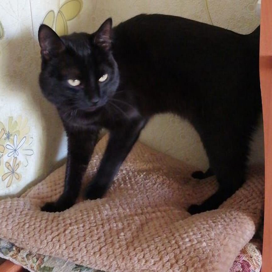 Отдам кота в добрые руки