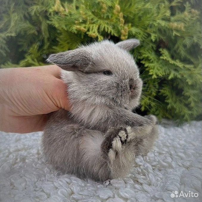 Миниатюрный кролики с доставкой