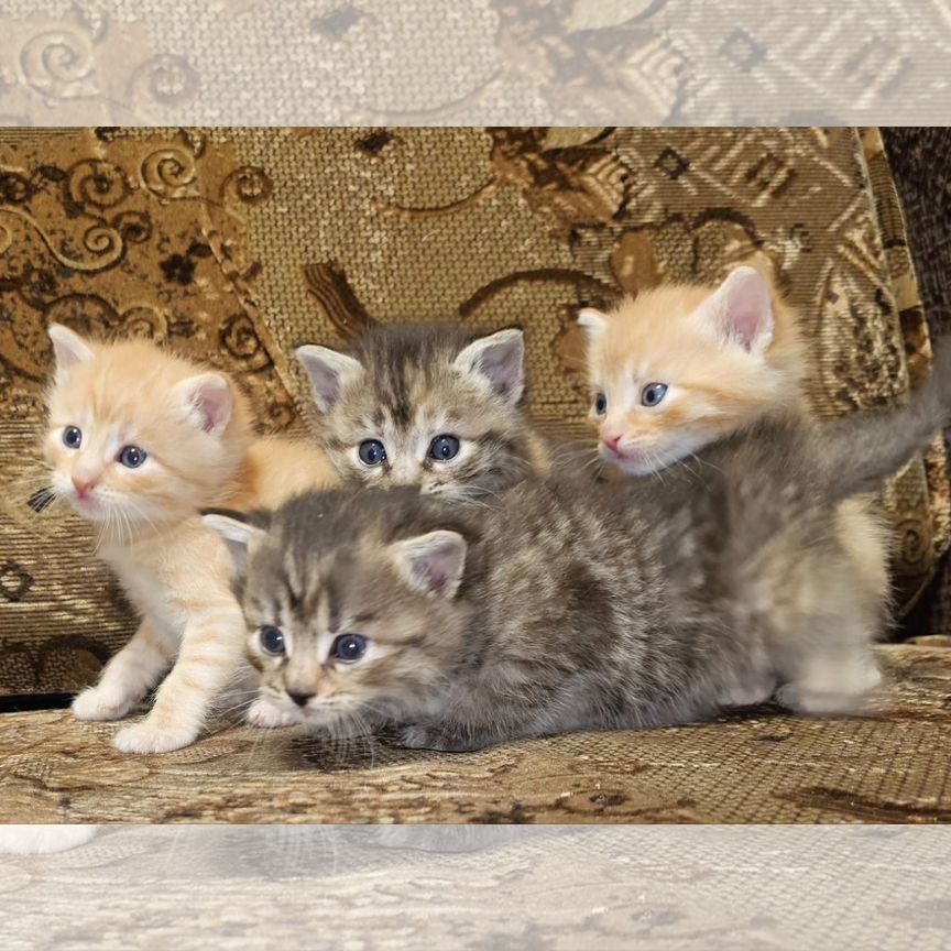 Котята в добрые руки