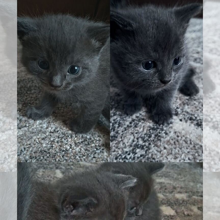 Шотландский вислоухий короткошёрстный котёнок