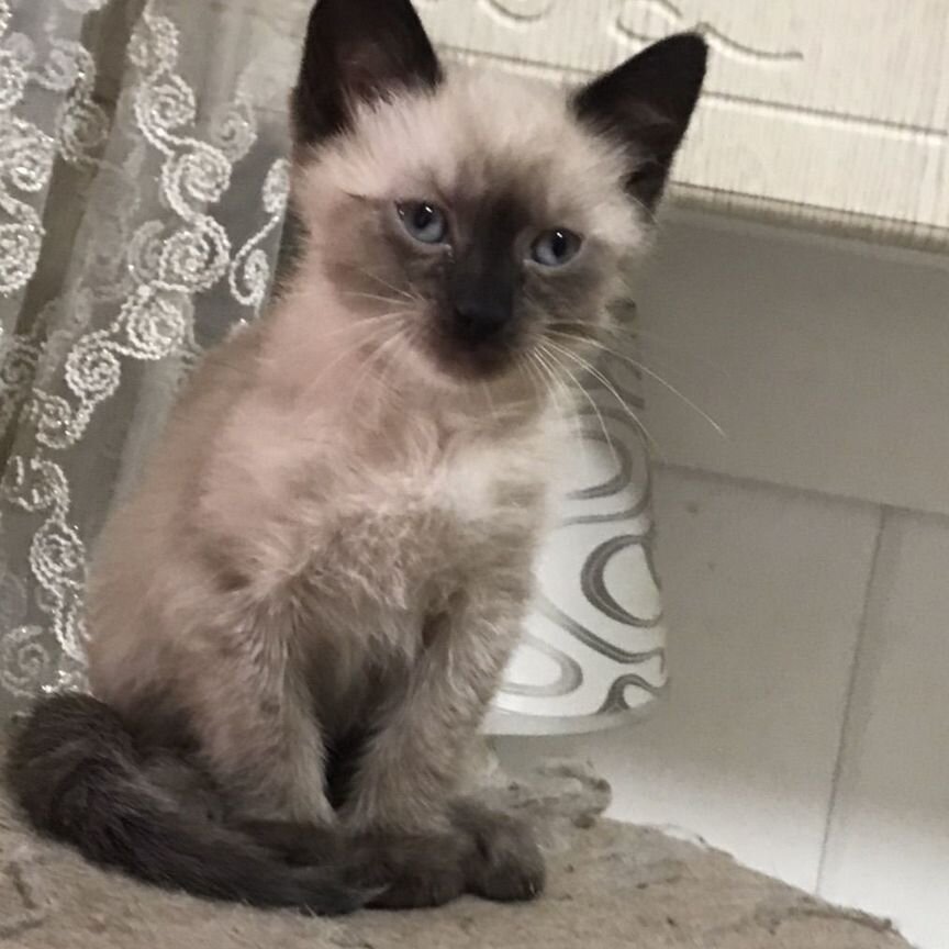 Сиамский котёнок