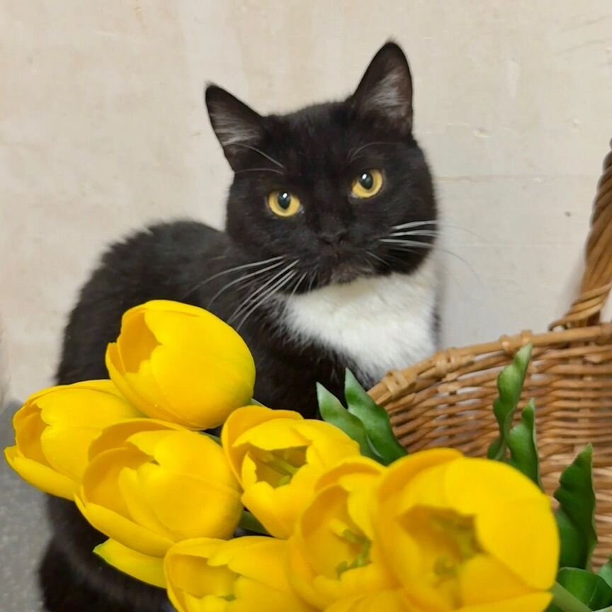 Кошечка умница