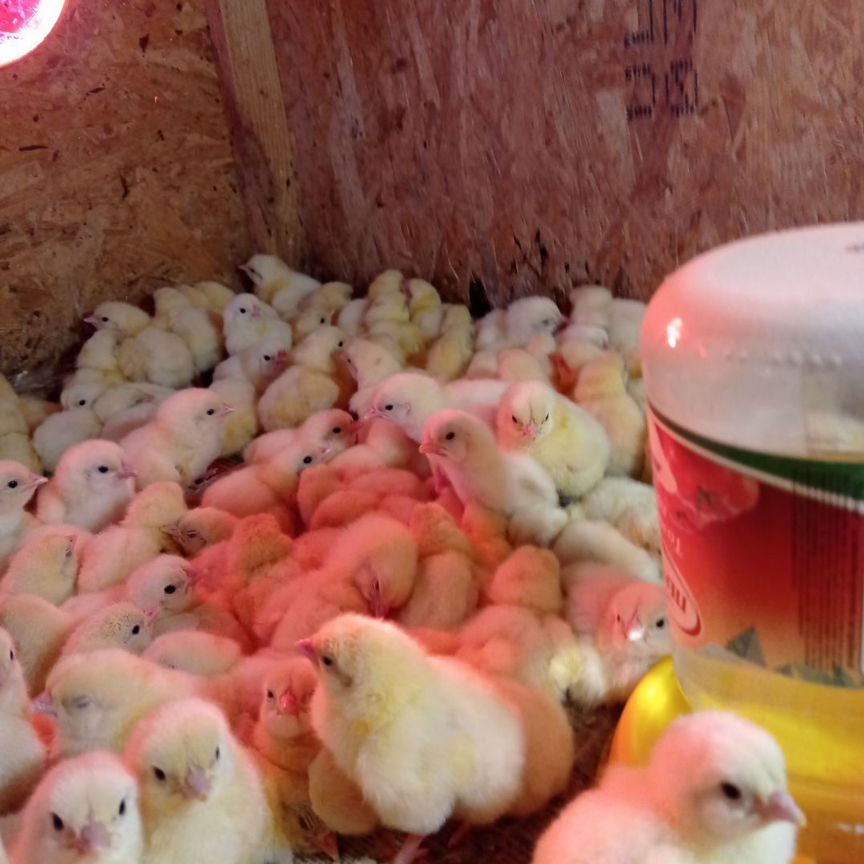 Цыплята бройлеры кобб 700