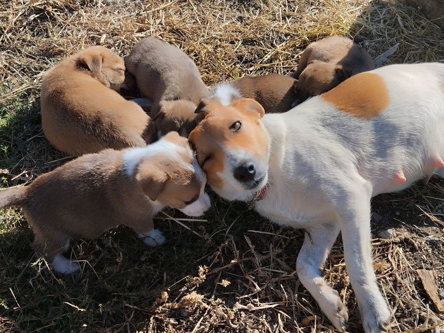 Собаки щенки маленькой породы