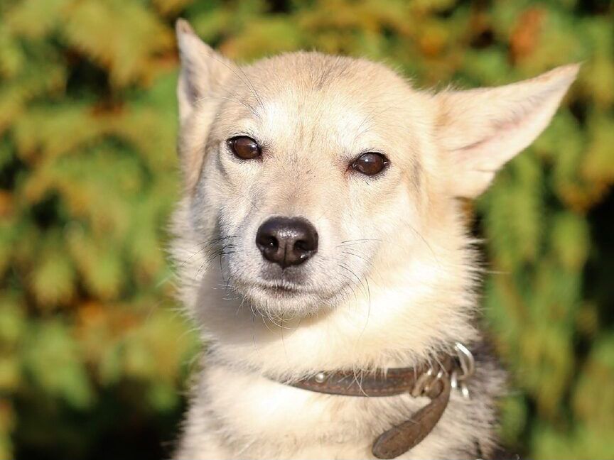 Собаки бесплатно, девочка Василиса