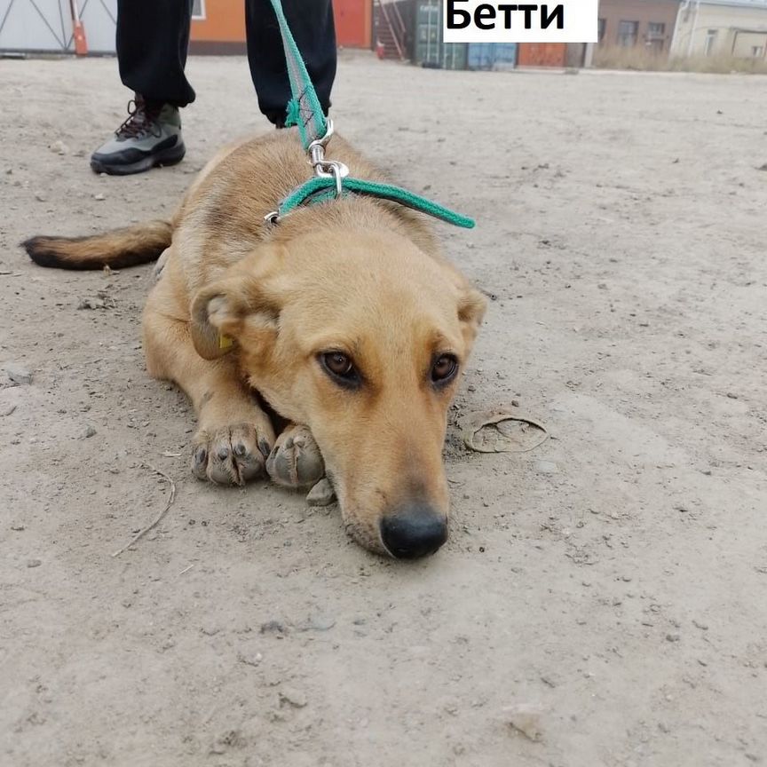 Собачка Бэтти размером с таксу