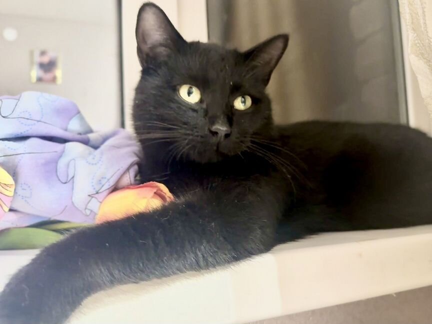 Котик ищет дом