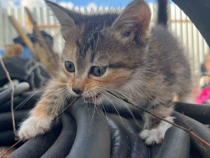 Трехцветный котенок, девочка