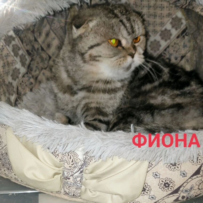 Кошка вислоушка