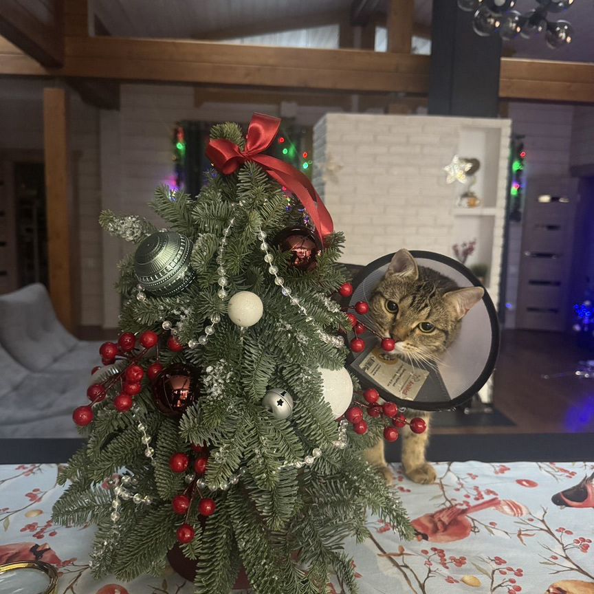 Котик в добрые руки