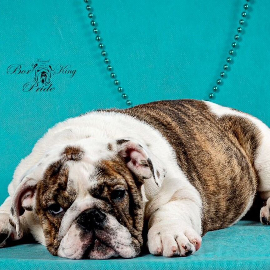 Английский бульдог