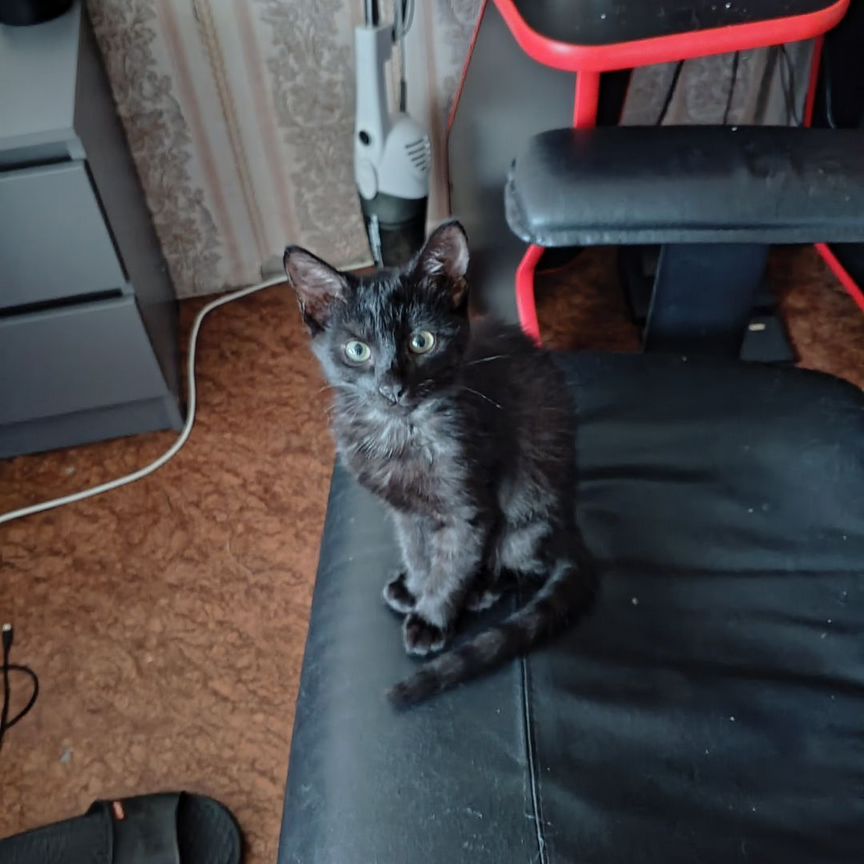 Отдам котёнка в добрые руки