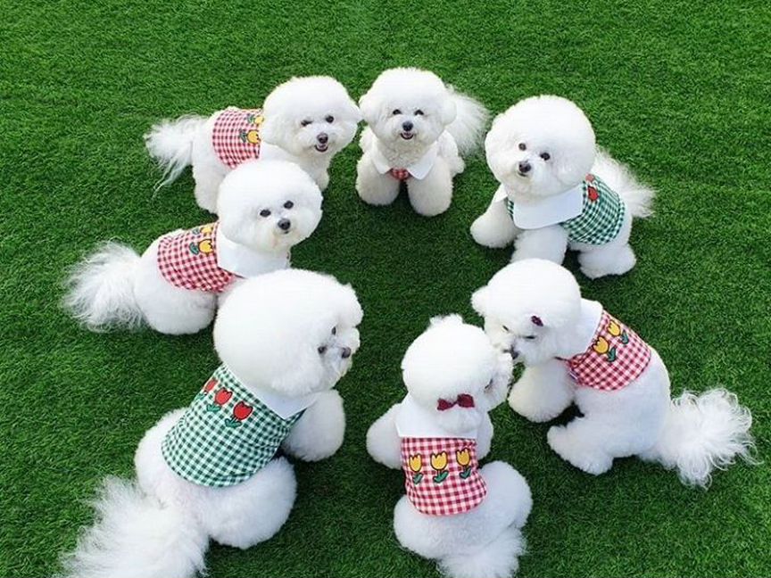 Бишонодетки