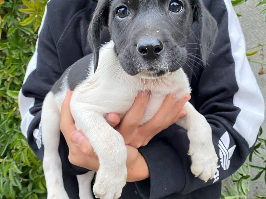 Бездомный скромняшка щенок в добрые руки