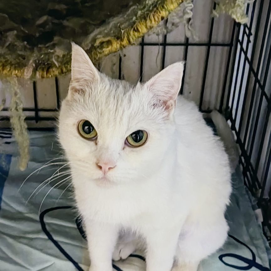 Снежинка в добрые руки