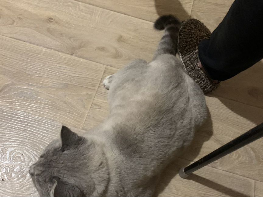 Кот