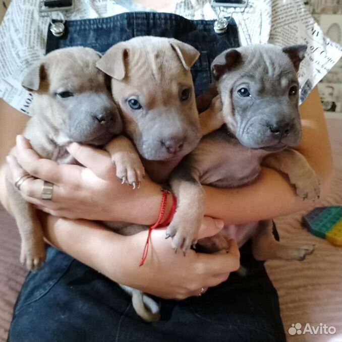 Продаются щенки шарпея, 3 девчонки