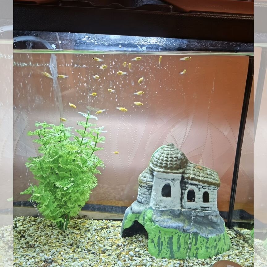 Моллинезия