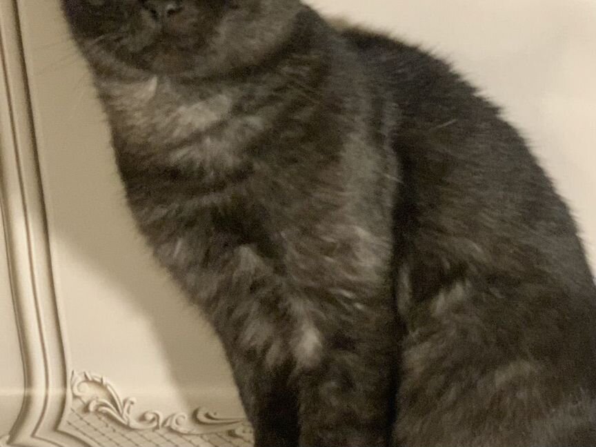 Шикарный кот