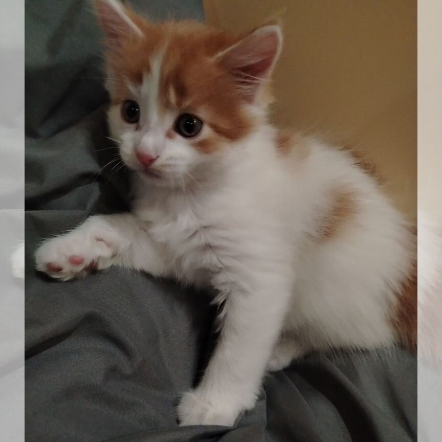 Котёнок в добрые руки