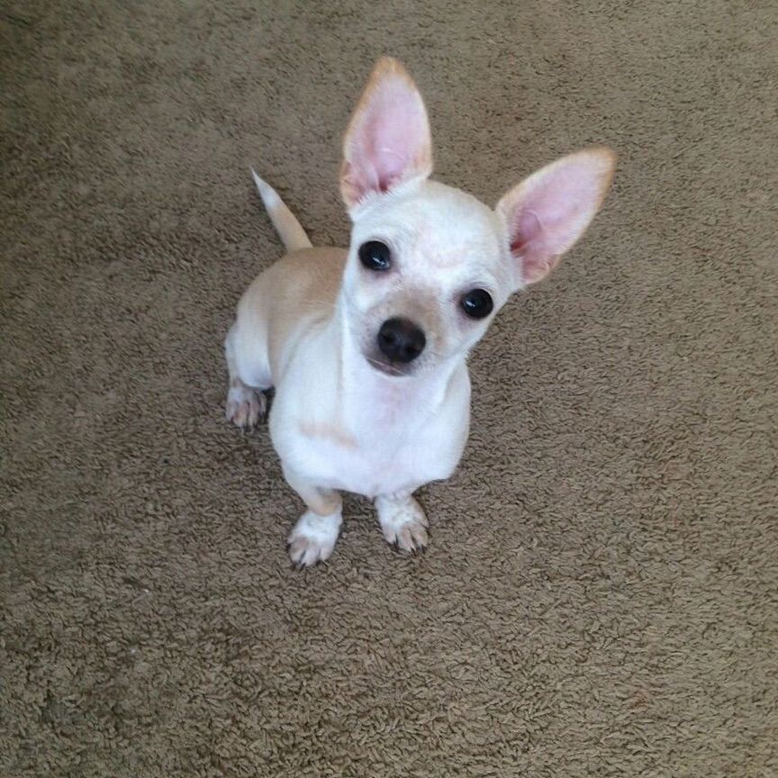 Вязка кобель чихуахуа