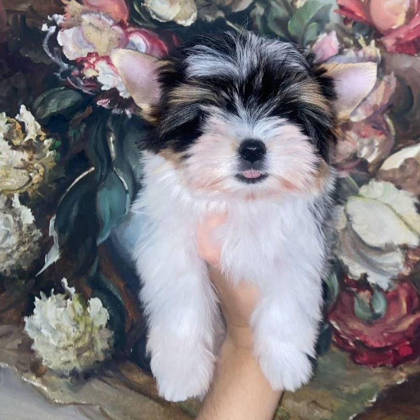 Бивер-йоркширский терьер, щенок