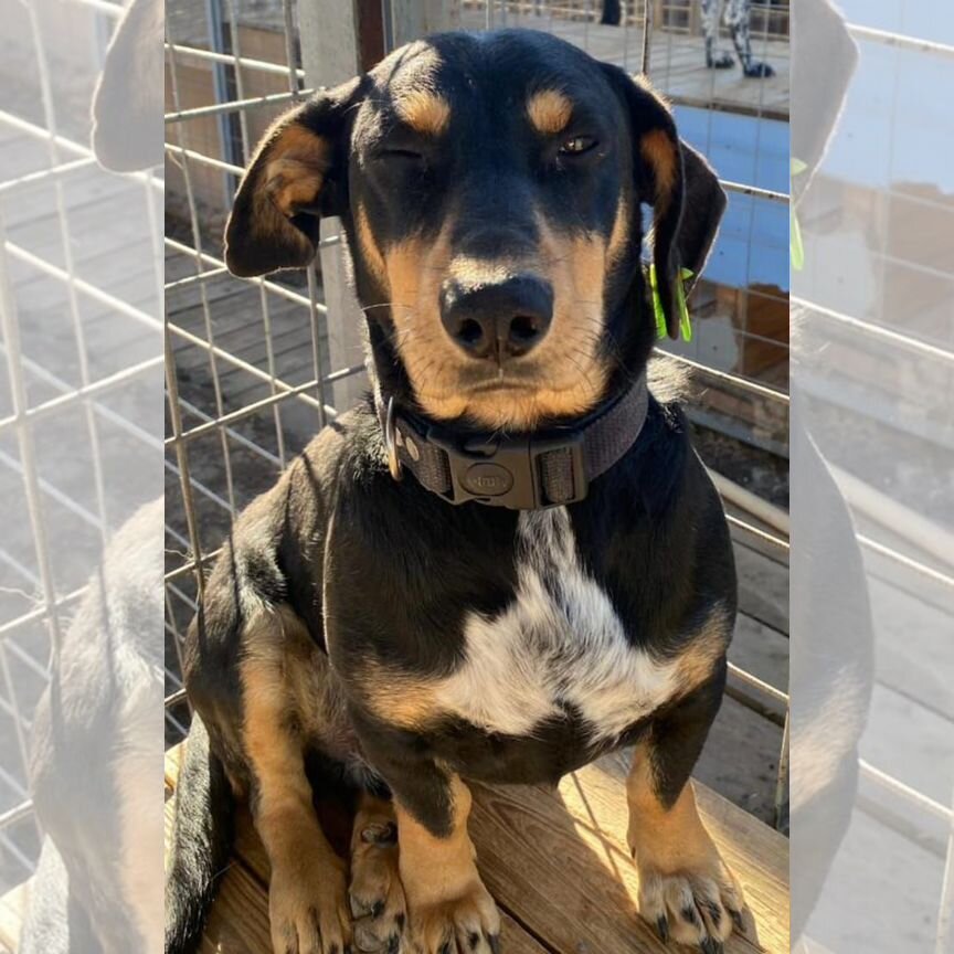 Взрослая собака в добрые руки