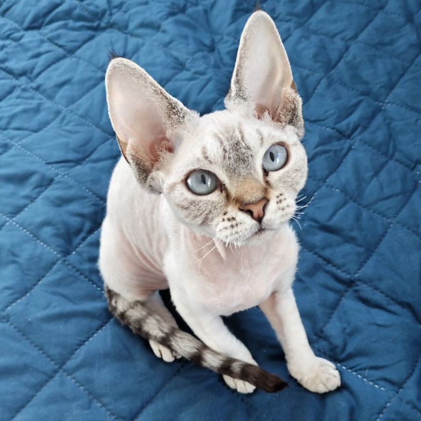 Девон-рекс котёнок