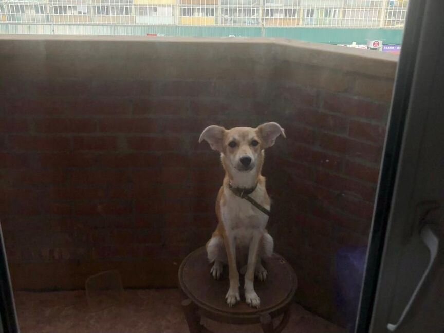 Домашние животные собаки щенки