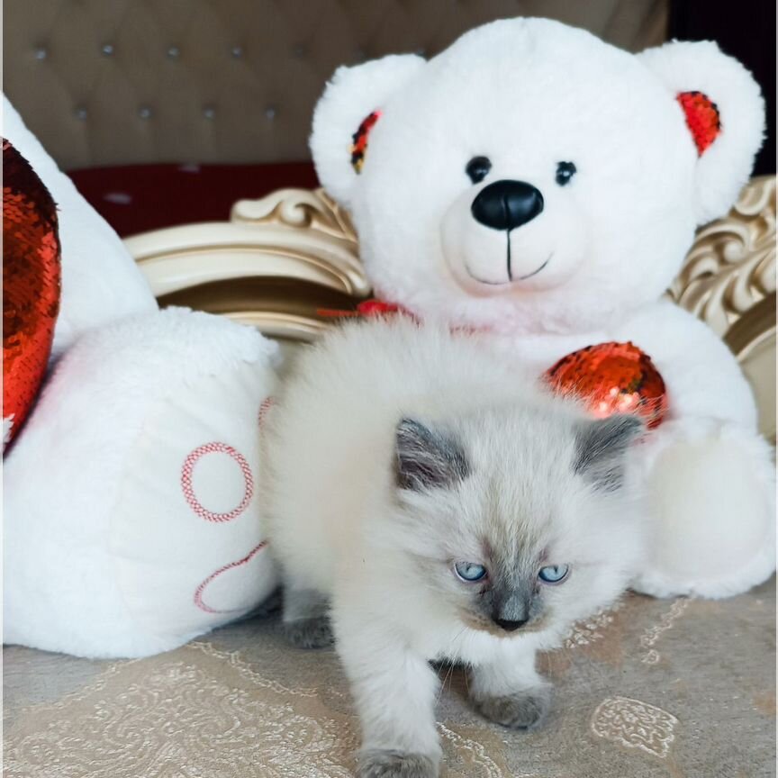 Тайский котёнок