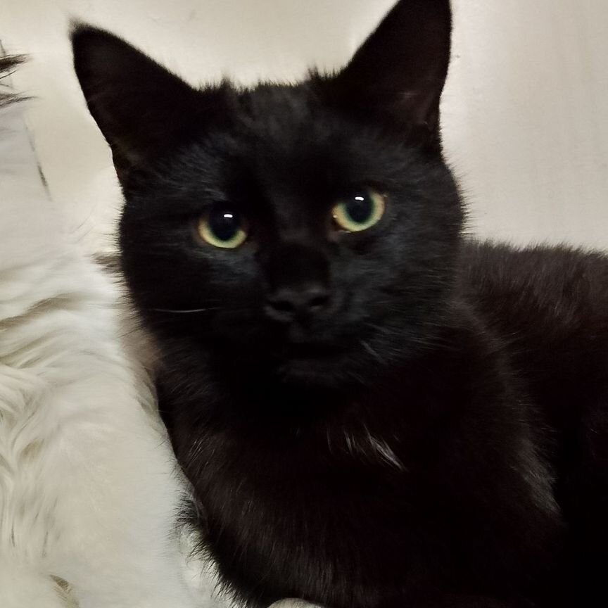 Кошки в добрые руки