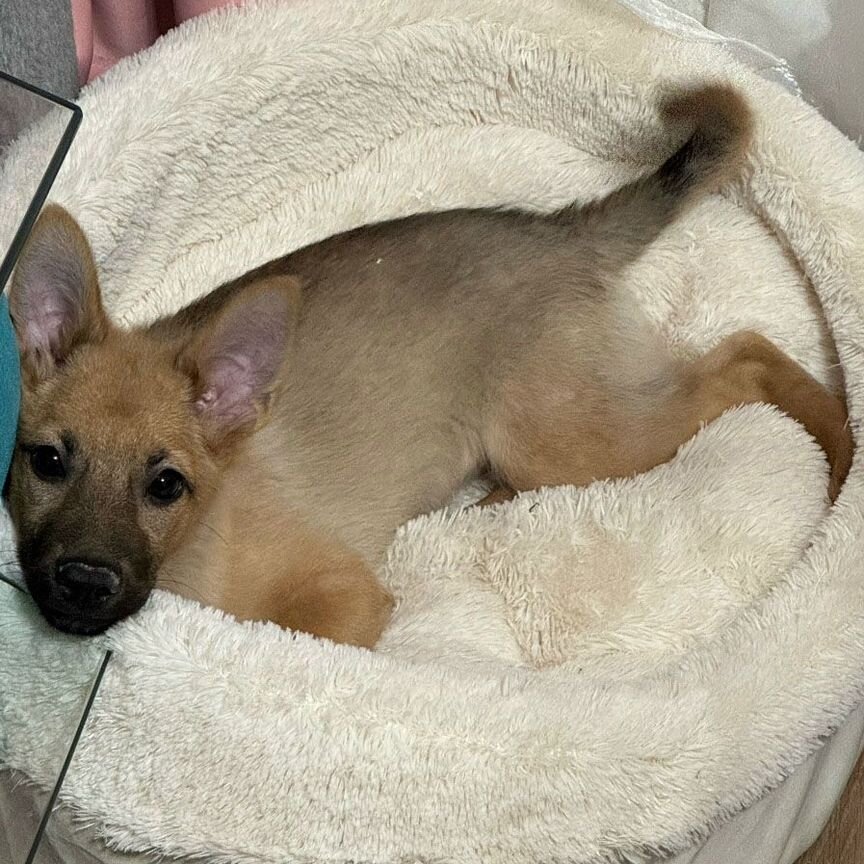 Щенок в добрые руки