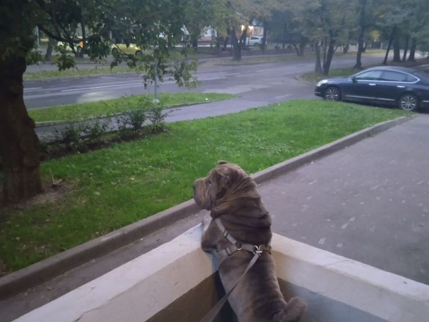 Элитный Шарпей для вязки Единственный в Москве