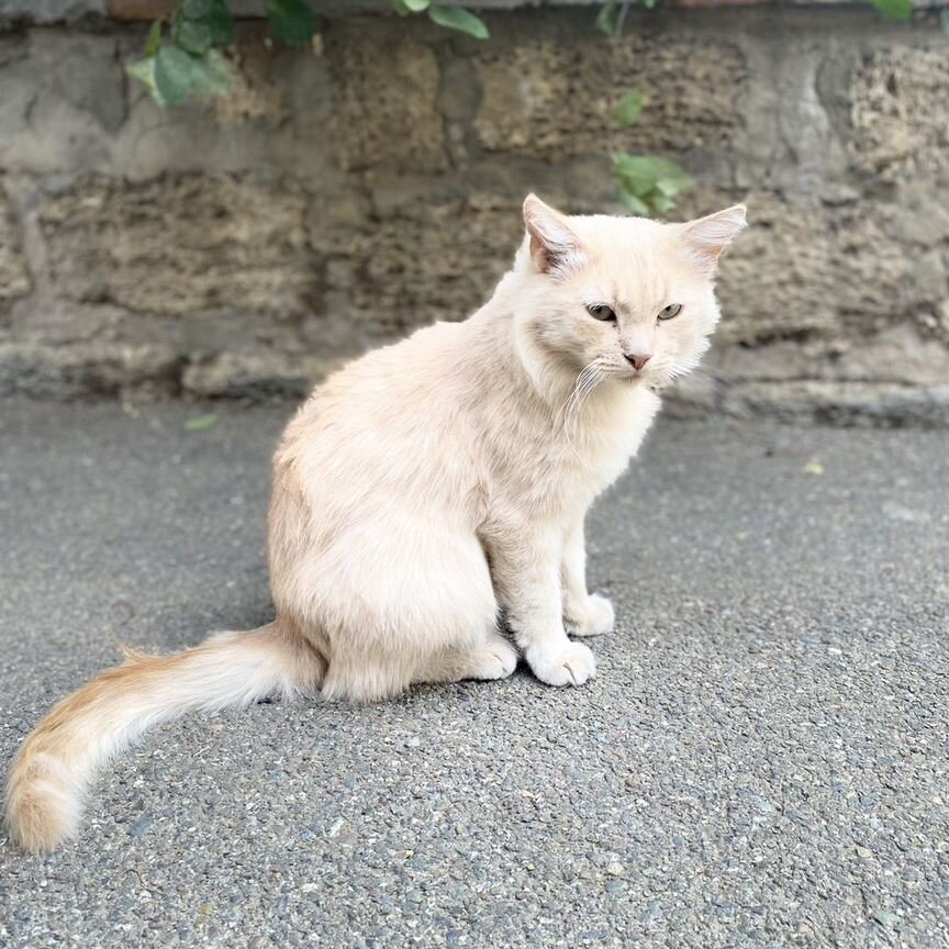 Персик ищет дом