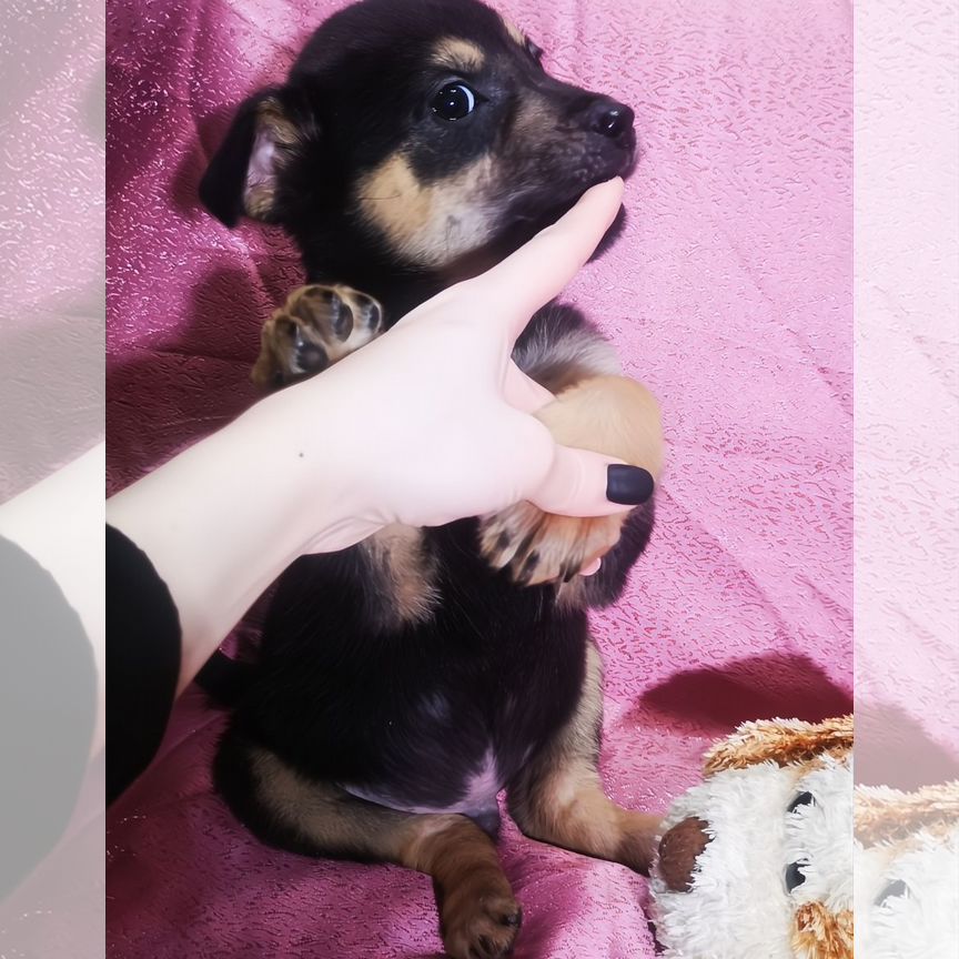 Щенок в добрые руки