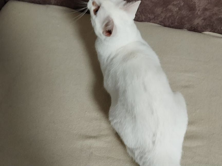 Стерилизованная Лилу ищет дом