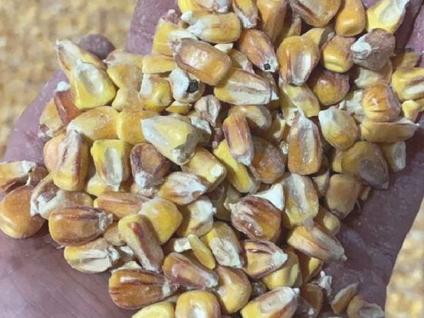 Зерно Кукуруза