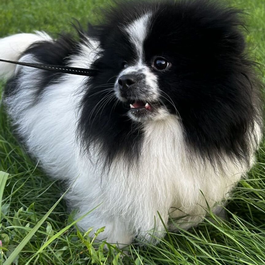 Померанский шпиц, взрослая собака