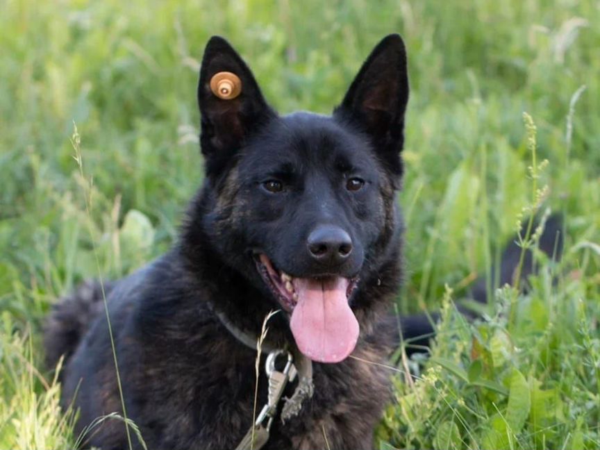 Туз - собака вашей мечты