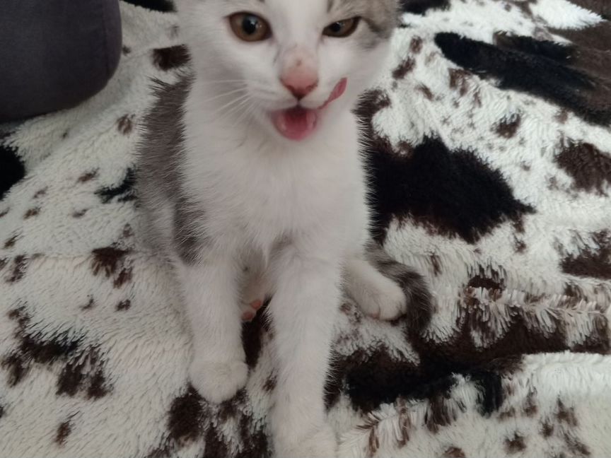 Кошка в дар бесплатно