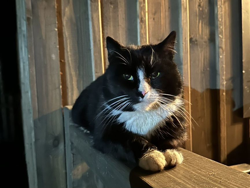 Отдам побитого кота