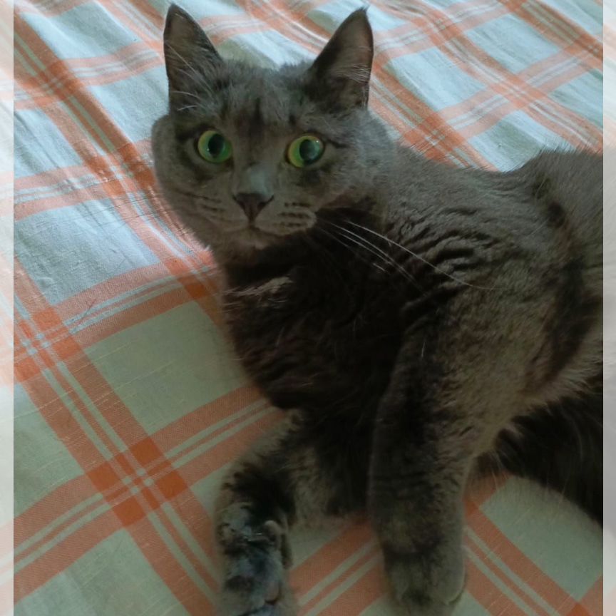 Русская голубая кошка